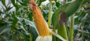 Maize vs Corn: What’s The Difference? Well, They're Actually The Same Plant | Horticulture Magazine