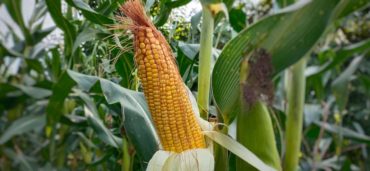 Maize vs Corn: What’s The Difference? Well, They're Actually The Same ...