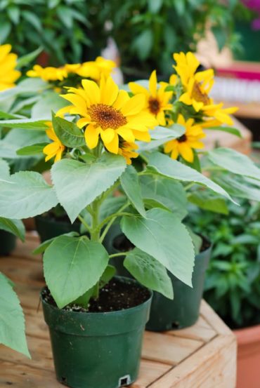 Choose Dwarf, Branching Sunflowers When Growing In Pots - Experts Share ...