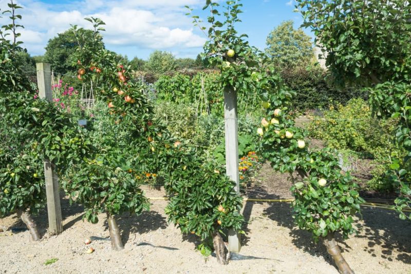 Growing Fruit Trees In Smaller Spaces? Use A Cordon System To Increase ...