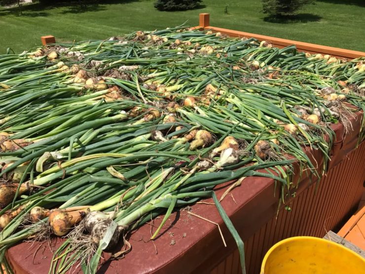 Harvesting And Storing Onions - Keep Them In The Ground Until Maturity ...
