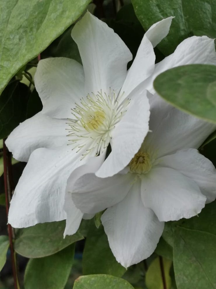 Choosing 15 Clematis Varieties For Shade With The International ...