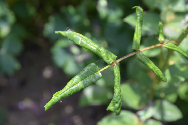 Caterpillars On Your Roses? How To Deal With Rose Sawfly