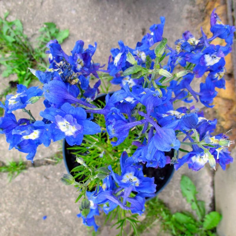 Beware Delphiniums Sensitive Root Systems Before Growing In Pots Says ...