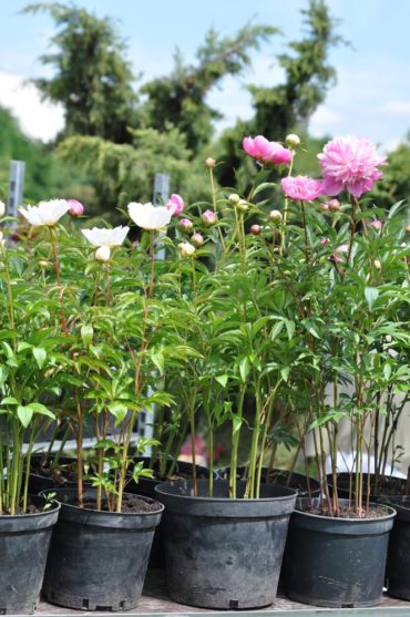 Potted Peonies - 'Provide Plenty Of Space For Their Growth' Says Carol ...