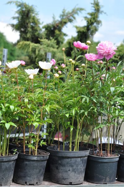Potted Peonies - 'Provide Plenty Of Space For Their Growth' Says Carol ...