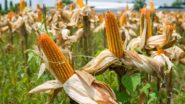 Maize vs Corn: What’s The Difference? Well, They're Actually The Same ...