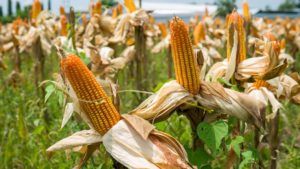 Maize vs Corn: What’s The Difference? Well, They're Actually The Same ...