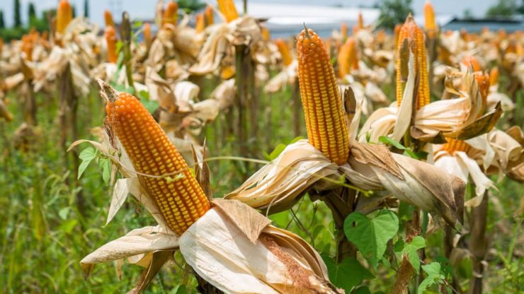 Maize vs Corn: What’s The Difference? Well, They're Actually The Same ...