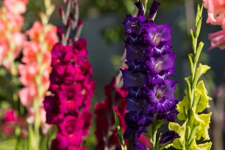 15 Summer Bulbs To Plant In Spring | Horticulture.co.uk