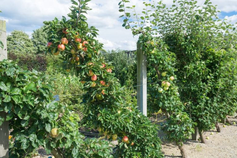 Growing Fruit Trees In Smaller Spaces? Use A Cordon System To Increase ...