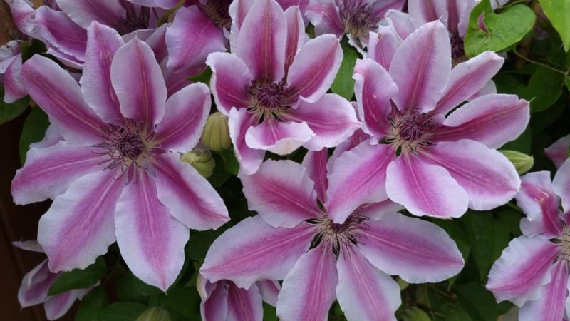 Choosing 15 Clematis Varieties For Shade With The International ...