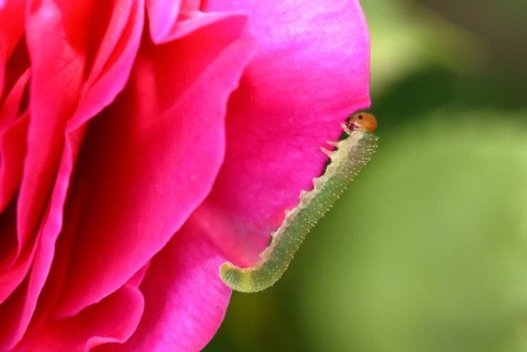 Caterpillars On Your Roses? How To Deal With Rose Sawfly