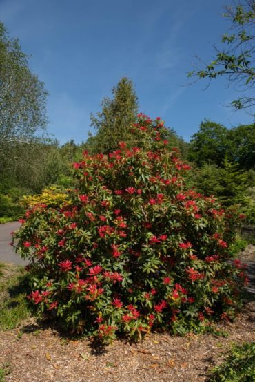 Pieris Can Be Left Alone, But Follow These Steps If You Decide To Prune ...