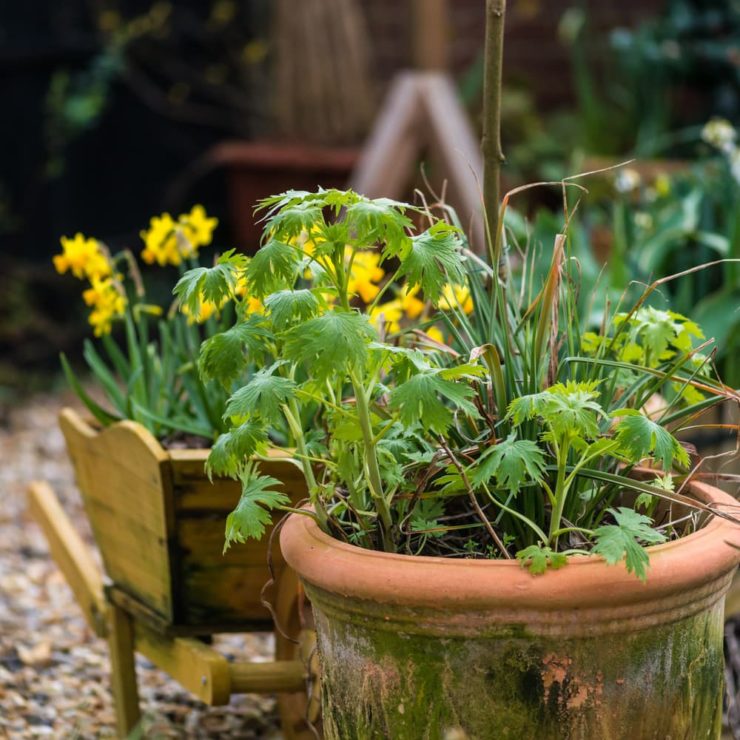 Beware Delphiniums Sensitive Root Systems Before Growing In Pots Says ...