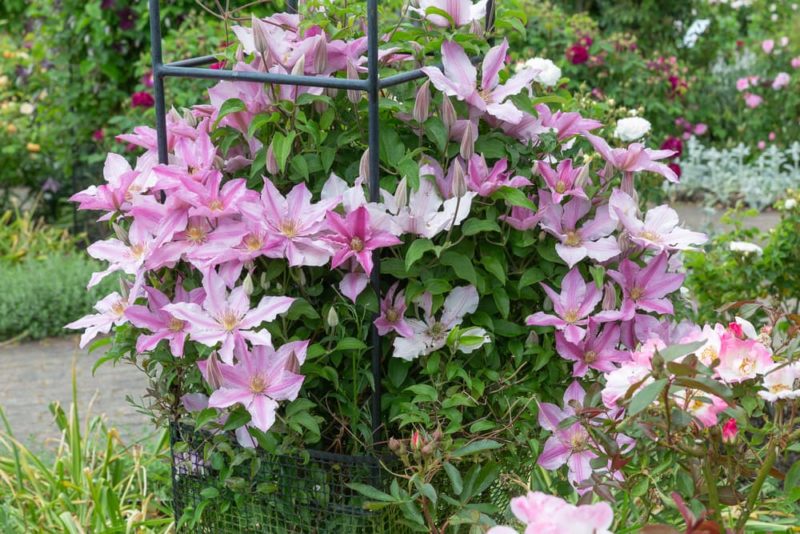 Train Your Clematis To Climb: Experts Share Their Advice For Trellis ...