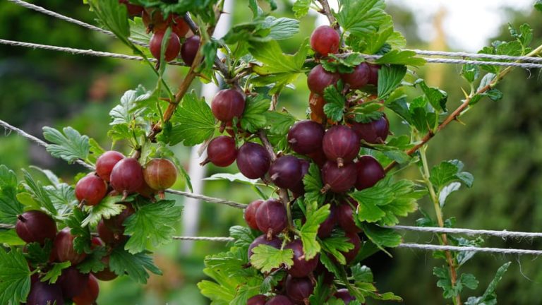 Harvesting Gooseberries: How To Know When They're Ripe And Ready To ...