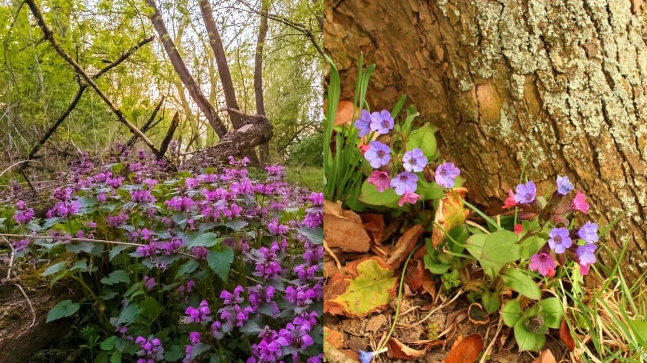 Use Any Of These 20 Options For Growing Under Trees Says Peter ...