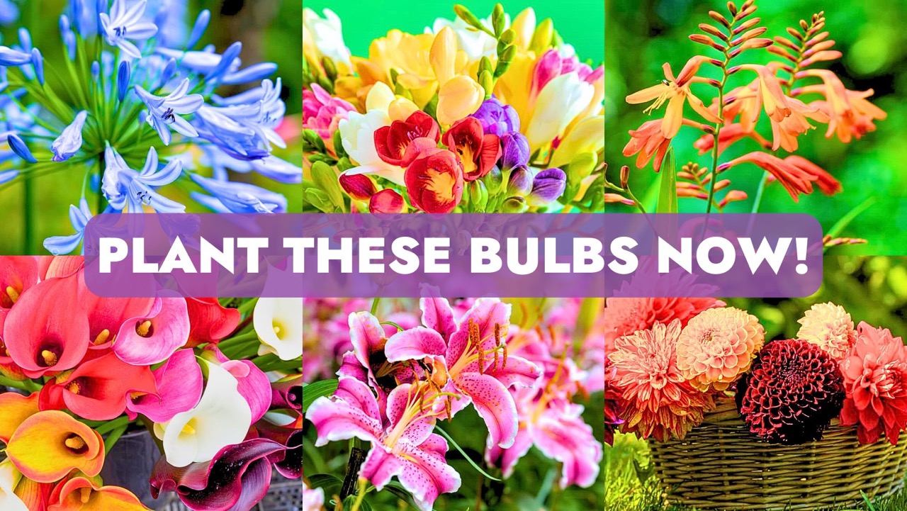 Horticulturists Share 15 Summer Flowering Bulbs You Can Plant In Spring ...