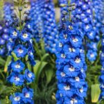 How (And When) To Prune & Cut Back Pieris | Horticulture.co.uk