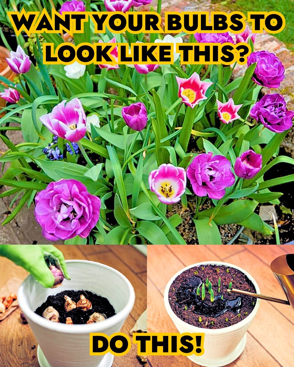 Plant A Bulb Lasagne (Layer Them In Stages) For Incredible Mixed ...