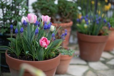 10 Tips For Planting Bulbs In Containers | Horticulture.co.uk