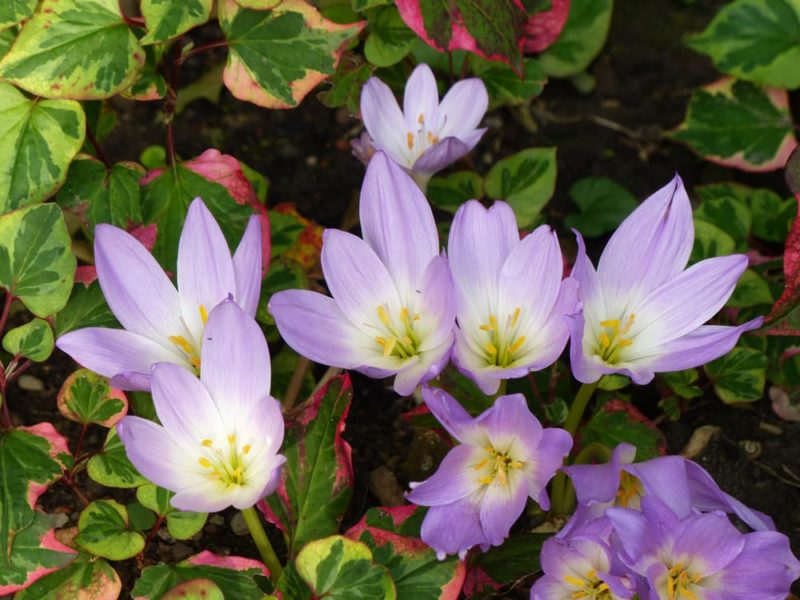 Can't Let Go Of Summer? Here Are 17 Autumn Flowering Bulbs For Late ...