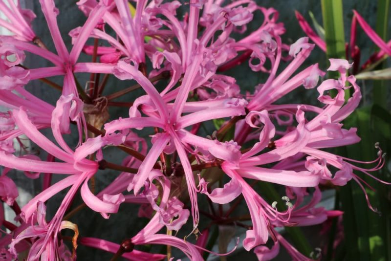 17 Autumn Flowering Bulbs For Late Colour | Horticulture.co.uk