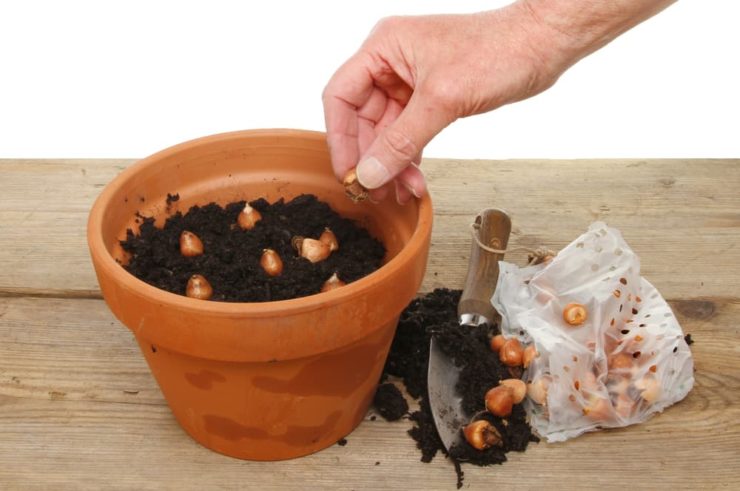 10 Essential Tips For Planting Bulbs In Pots, According To Master ...