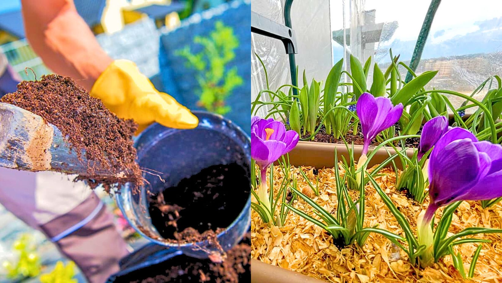 10 Essential Tips For Planting Bulbs In Pots, According To Master ...