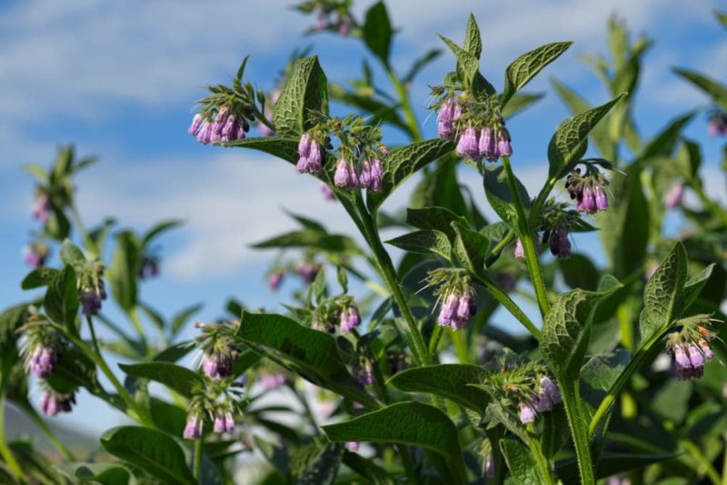 Horticulturists Love To Grow Comfrey - It's A Garden 'Cult Classic ...