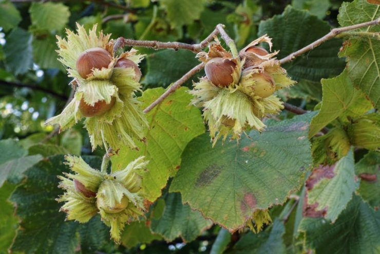 Growing Hazelnut Tree - 'If I Could Recommend Just One Native Tree ...