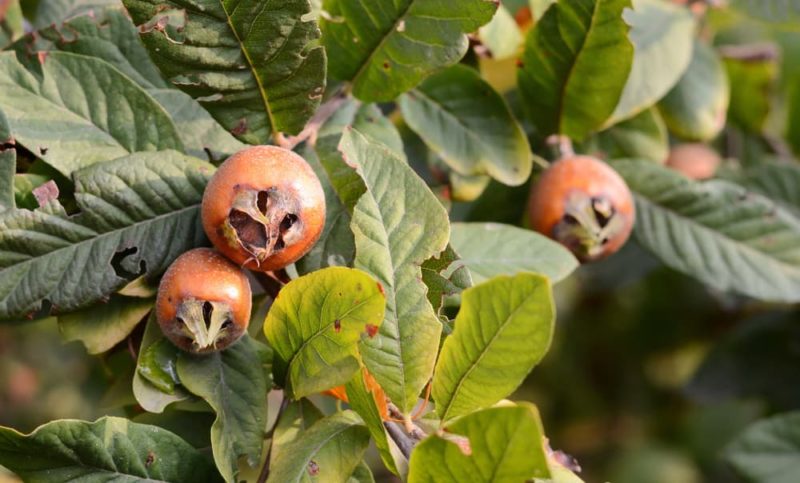 How To Grow A Medlar Fruit Tree | Horticulture.co.uk