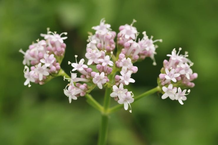 Growing Valerian: Useful For Filling Space And Adding Structure To ...