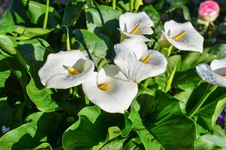 20 Gorgeous Arum Lily Varieties | Horticulture.co.uk