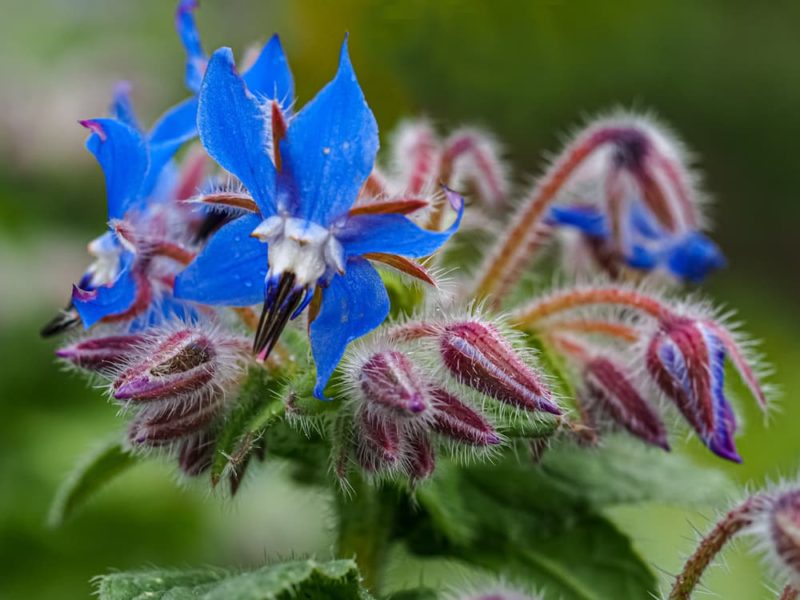 How To Grow Borage 'Starflower' | Horticulture.co.uk