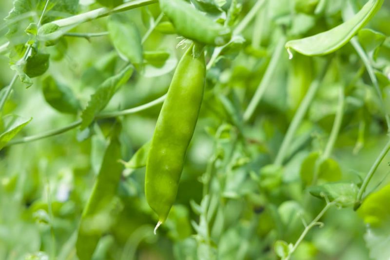 Mangetout: How To Grow This Excellent Crop Vertically, Even In A Small ...
