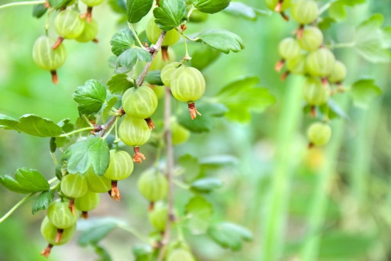 All Gooseberry Bushes Require Proper Maintenance - Learn How In This ...