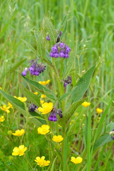 Comfrey Plant Care & Growing Tips | Horticulture.co.uk