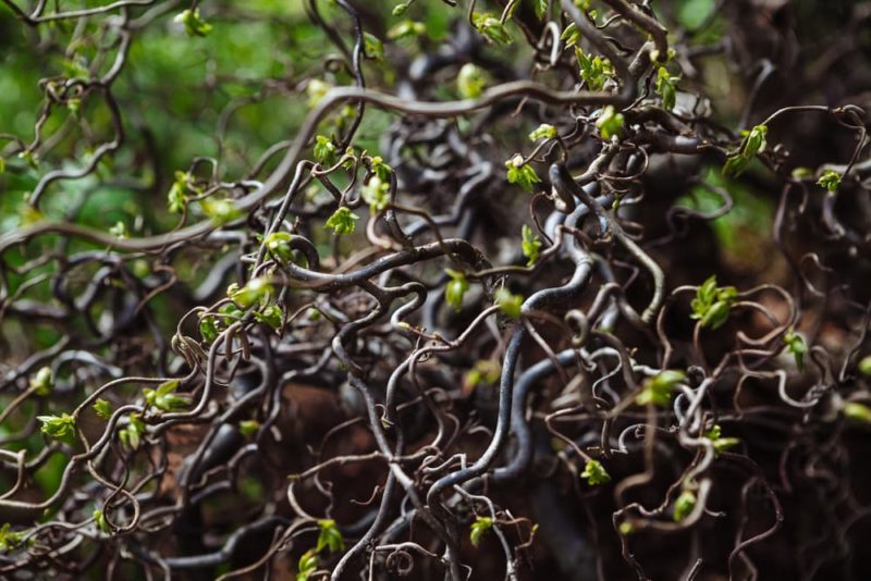 Growing Hazelnut Tree - 'If I Could Recommend Just One Native Tree ...