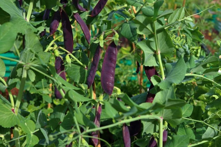 Mangetout: How To Grow This Excellent Crop Vertically, Even In A Small ...