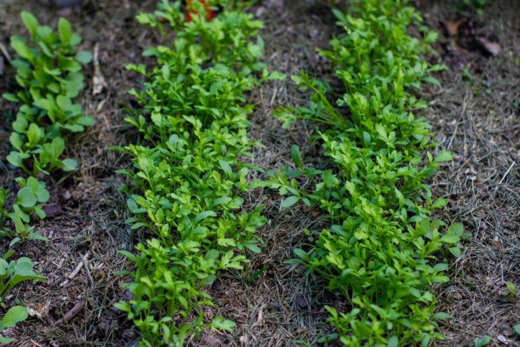 How To Grow Cress - Perfect For Children's Activities Or A Windowsill ...
