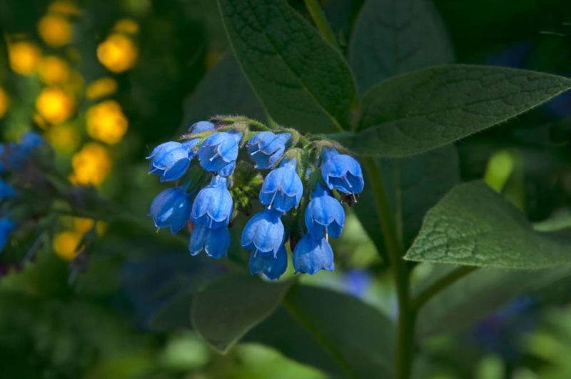 9 Remarkable Comfrey Varieties With Sterile, Variegated And Bushy ...