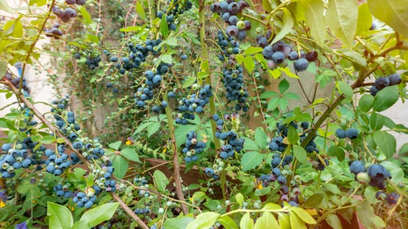 Blueberry Shrubs: Nursery Owner Lorraine Summers Shares Her Tips For Tasty Fruit | Horticulture ...
