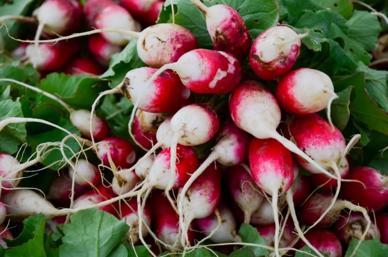 8 Radishes Including Summer Varieties (Harvested Sooner) And Winter ...