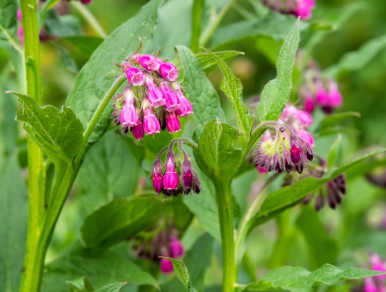 9 Remarkable Comfrey Varieties With Sterile, Variegated And Bushy ...
