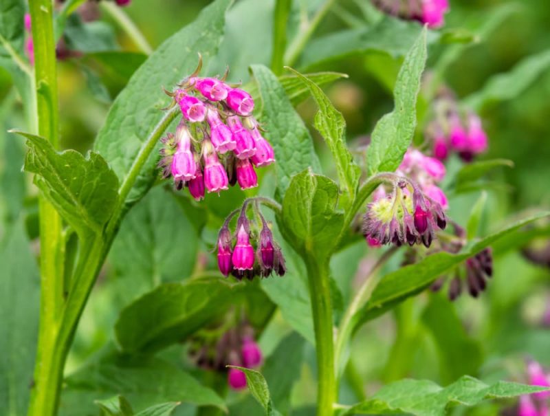 9 Remarkable Comfrey Varieties With Sterile, Variegated And Bushy ...