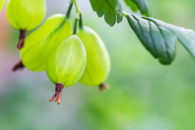 Horticulturists Recommend 12 Gooseberry Varieties With Culinary And ...
