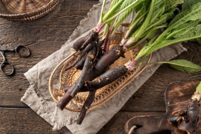 Horticulturists Love To Grow Comfrey - It's A Garden 'Cult Classic ...