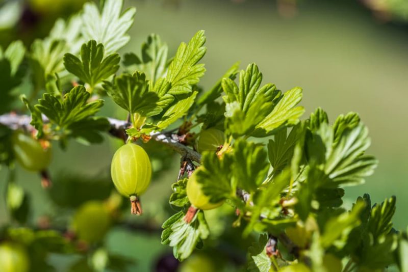 All Gooseberry Bushes Require Proper Maintenance - Learn How In This ...
